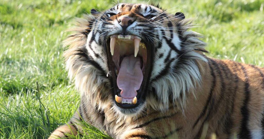 Free Career Advice - Internal Groove